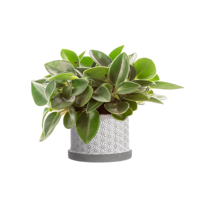Sitemapcdatahttpsshopinf Inetcomlidl Plante Verte