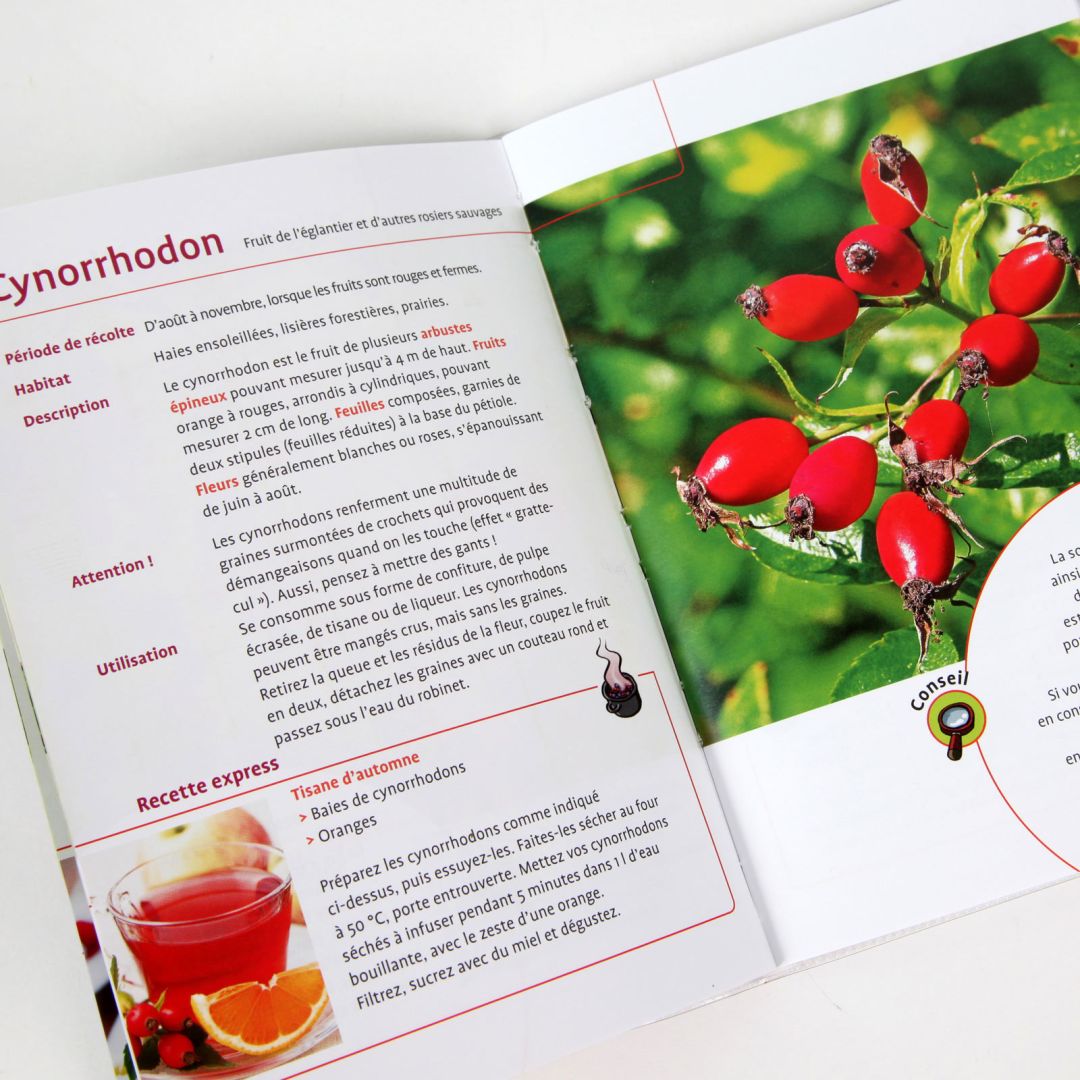 Baies et fruits sauvages comestibles • Nature & Découvertes Suisse