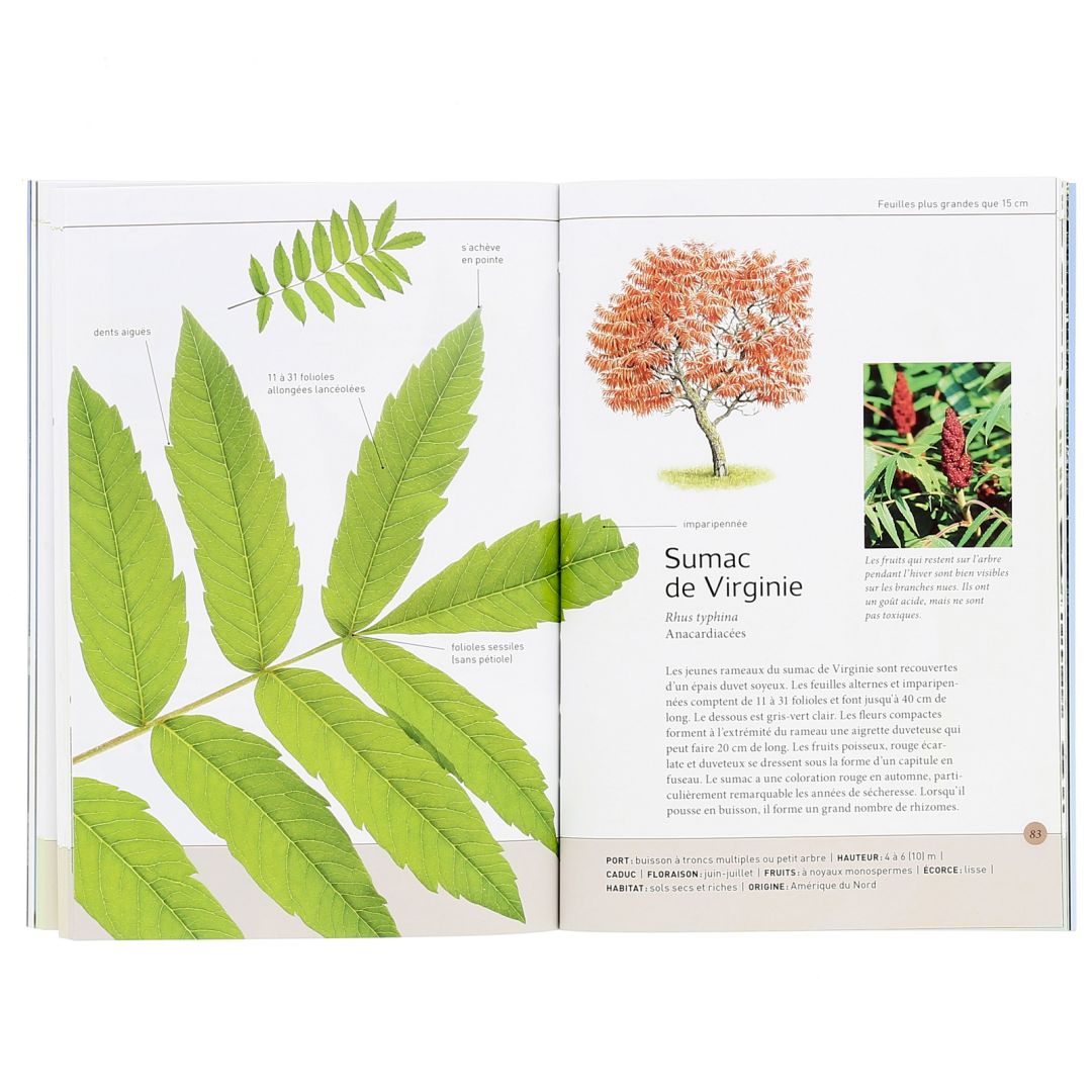 Reconnaître facilement les arbres • Nature & Découvertes Suisse