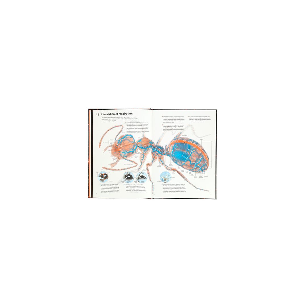 Fourmis • Nature & Découvertes Suisse