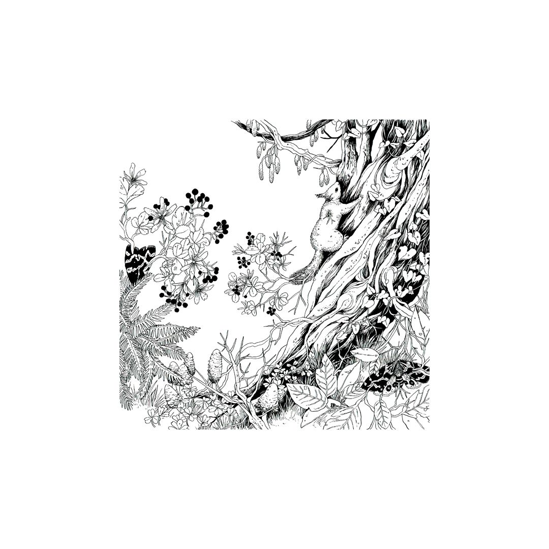 Carnet de coloriage animaux des bois • Nature & Découvertes Suisse
