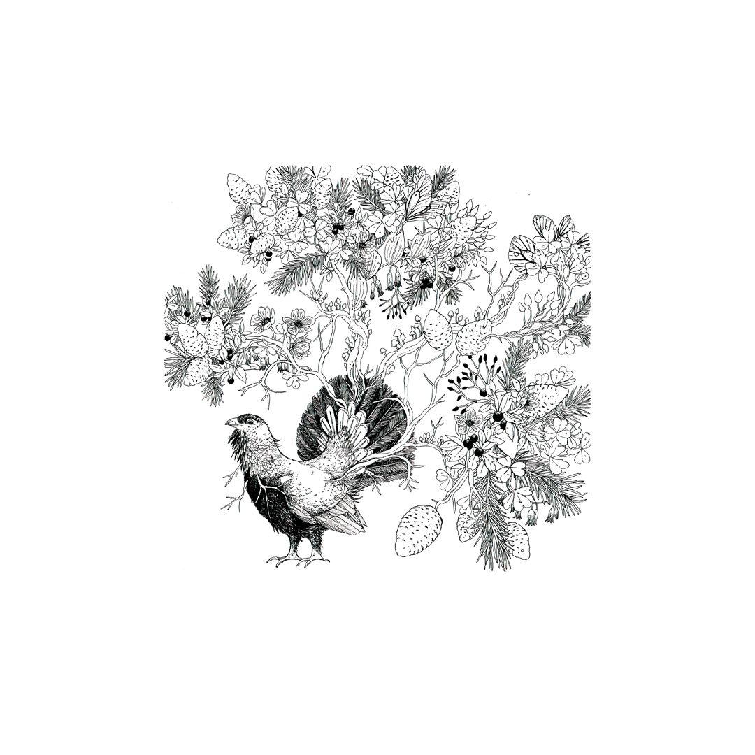 Carnet de coloriage animaux des bois • Nature & Découvertes Suisse