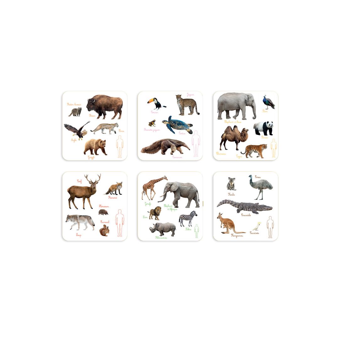 Coffret animaux des continents • Nature & Découvertes Suisse