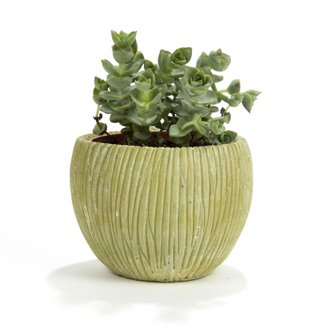 Plante grasse : succulente • Nature & Découvertes Suisse
