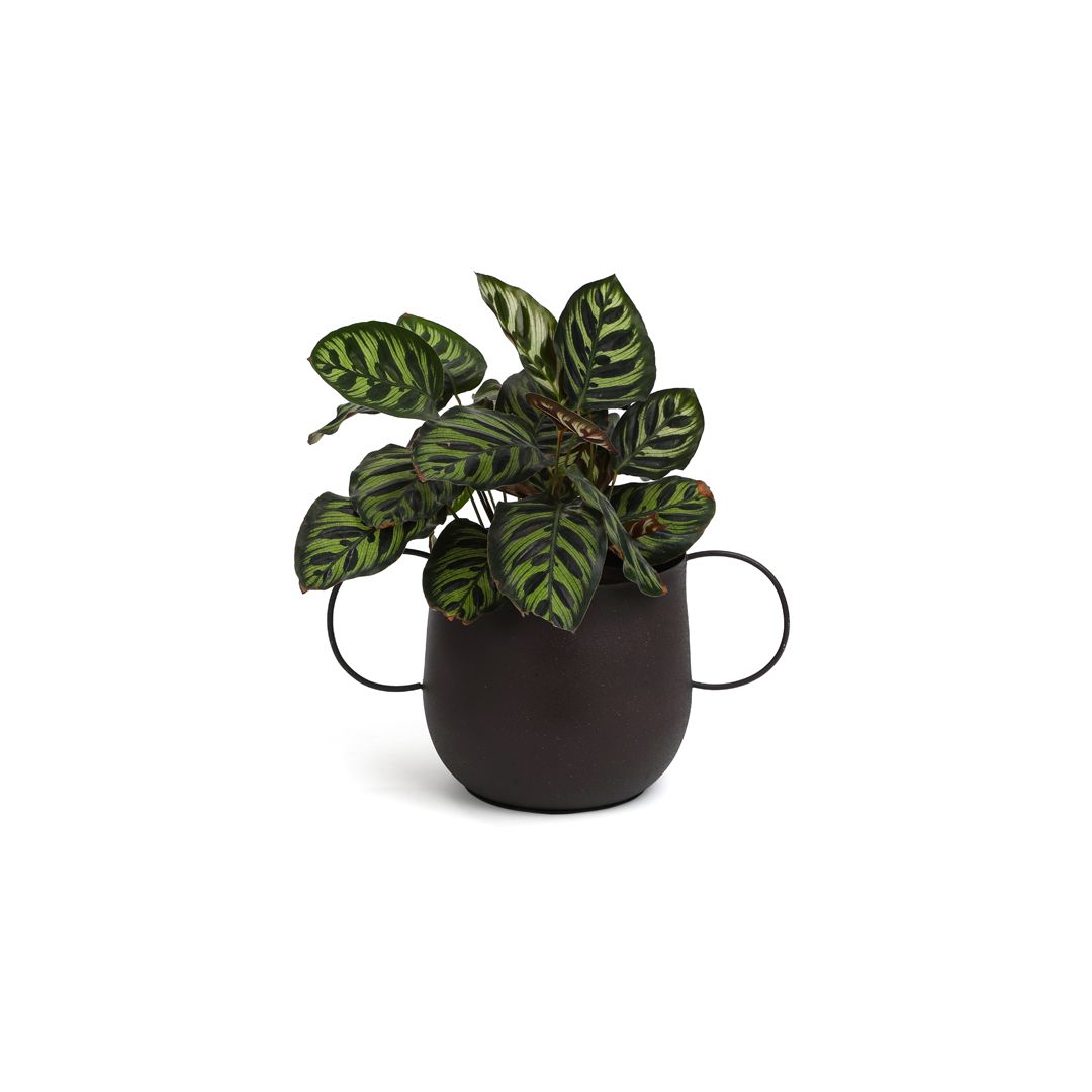 Cache pot Hélios • Nature & Découvertes Suisse