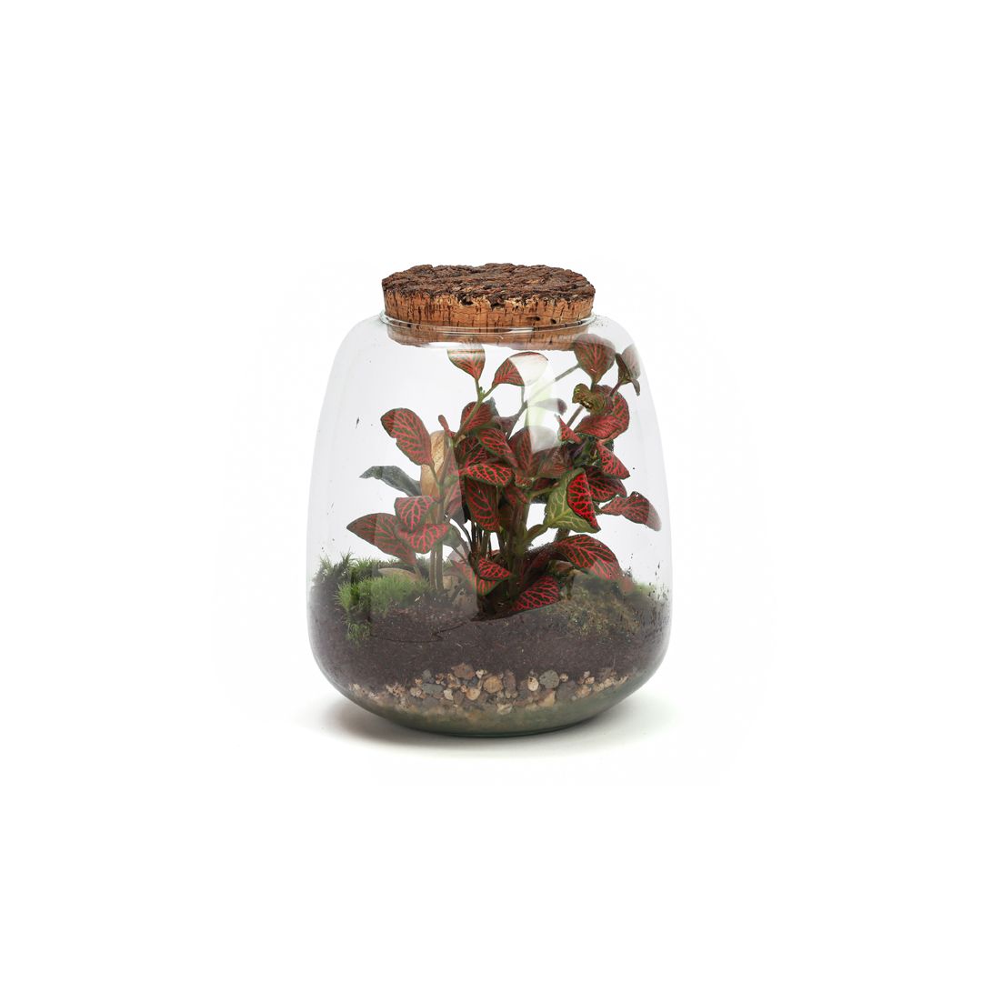Terrarium Hyperion en verre avec calathea • Nature & Découvertes Suisse