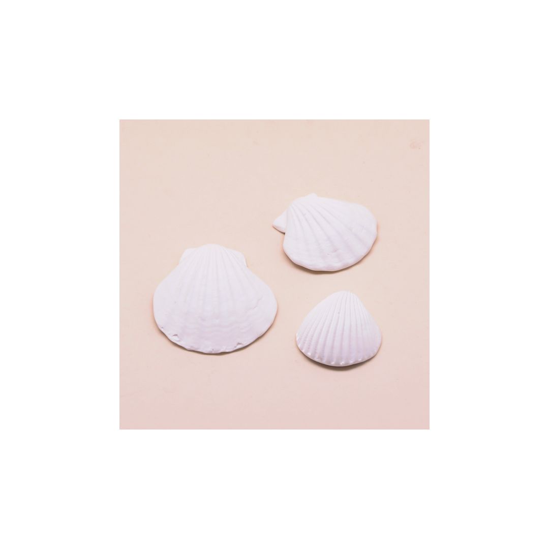 Coquillages pour 60151400 • Nature & Découvertes Suisse