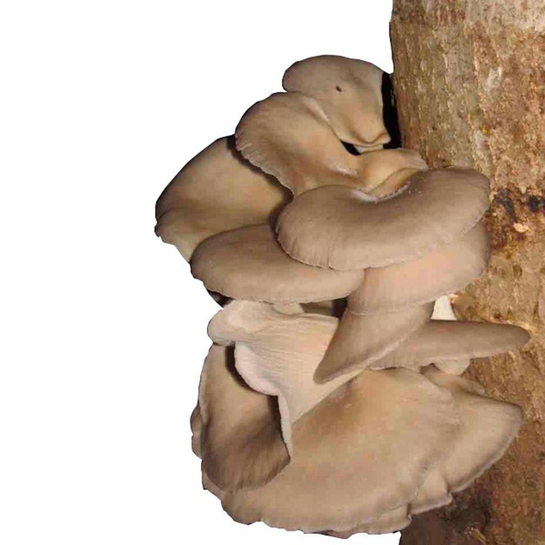 Graines ensemencées champignon pleurote • Nature & Découvertes Suisse