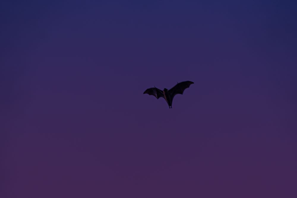 À la découverte des chauves-souris • Nature & Découvertes Suisse